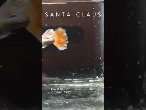 ||Santa Claus Guppy|| - YouTube