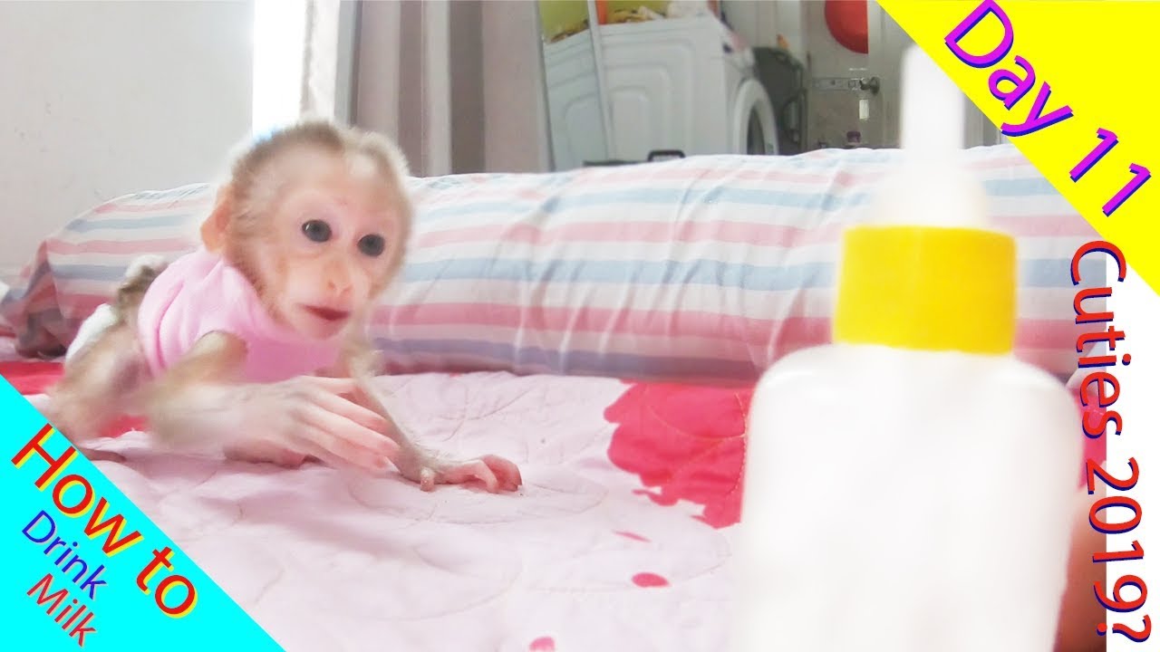 Monkey Baby Cutest you have ever seen 2019 | Day 11 How to Bop drink ...