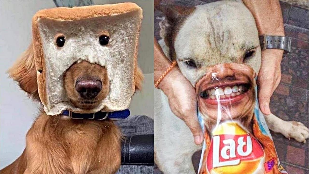 Super Funny Dog Videos - Funniest Dogs Compilation Try Not to Laugh ...