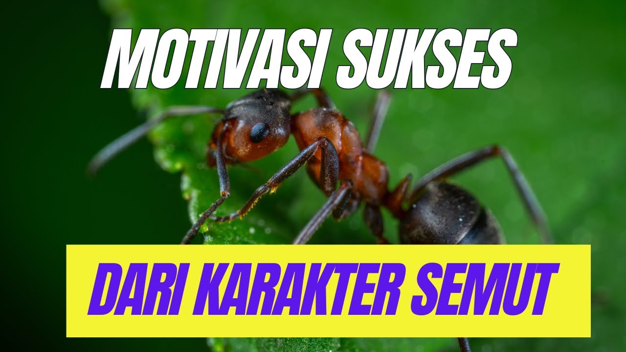 Inspirasi dari Semut. Motivasi kesuksesan dengan mengambil referensi ...