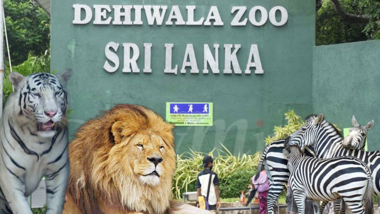 dehiwala zoo galvihara road dehiwala-mount lavinia Srilanka🇱🇰🇱🇰 🐯🐯🐻🐹🐭🐱🐱 ...