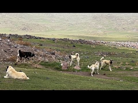 POZGEVIR'IN DAĞDA  BAŞKA SÜRÜ KÖPEKLERİ İLE İMTİHANI