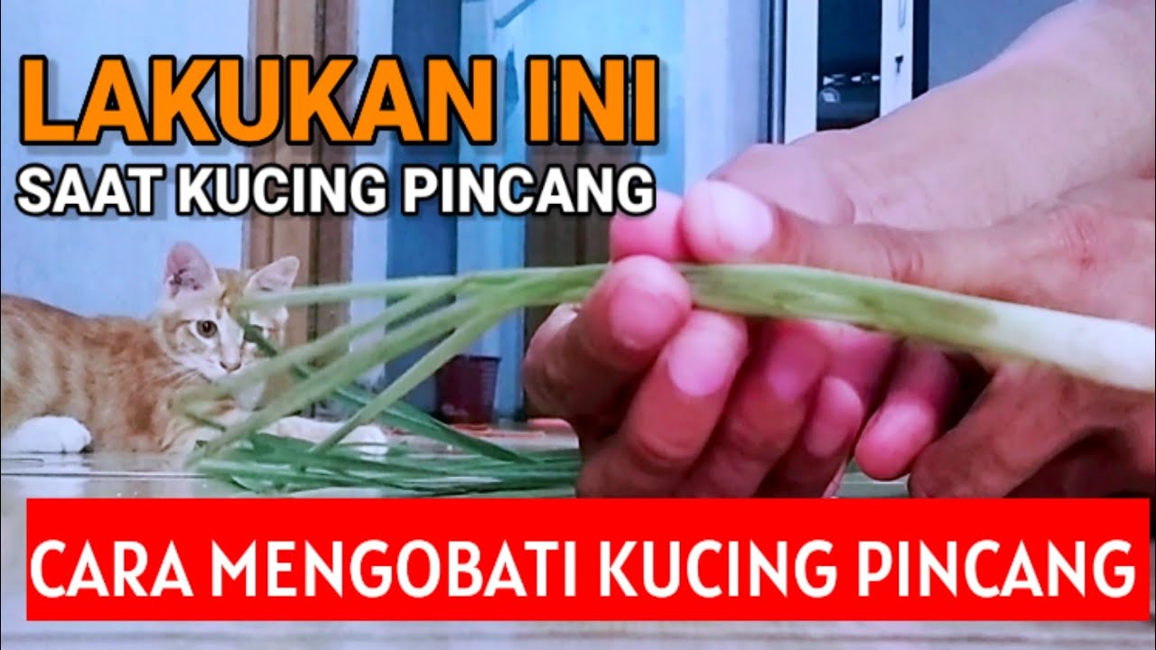 Cara Mengobati Kucing Pincang - YouTube