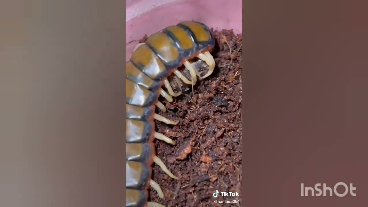 فديو عن دوده ام ٤٤ 🦎🦎 Youtube