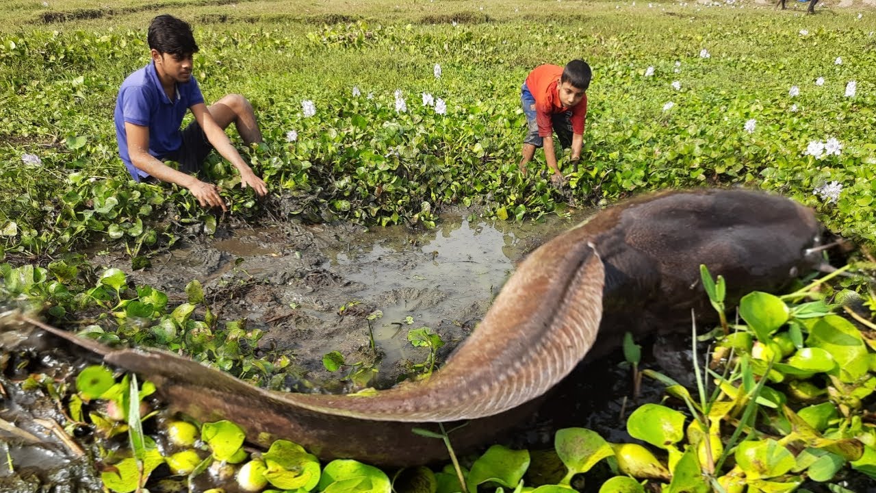 Unique Hand Fishing Method. Village 2 Boys Catching Big Fish By Hand in ...
