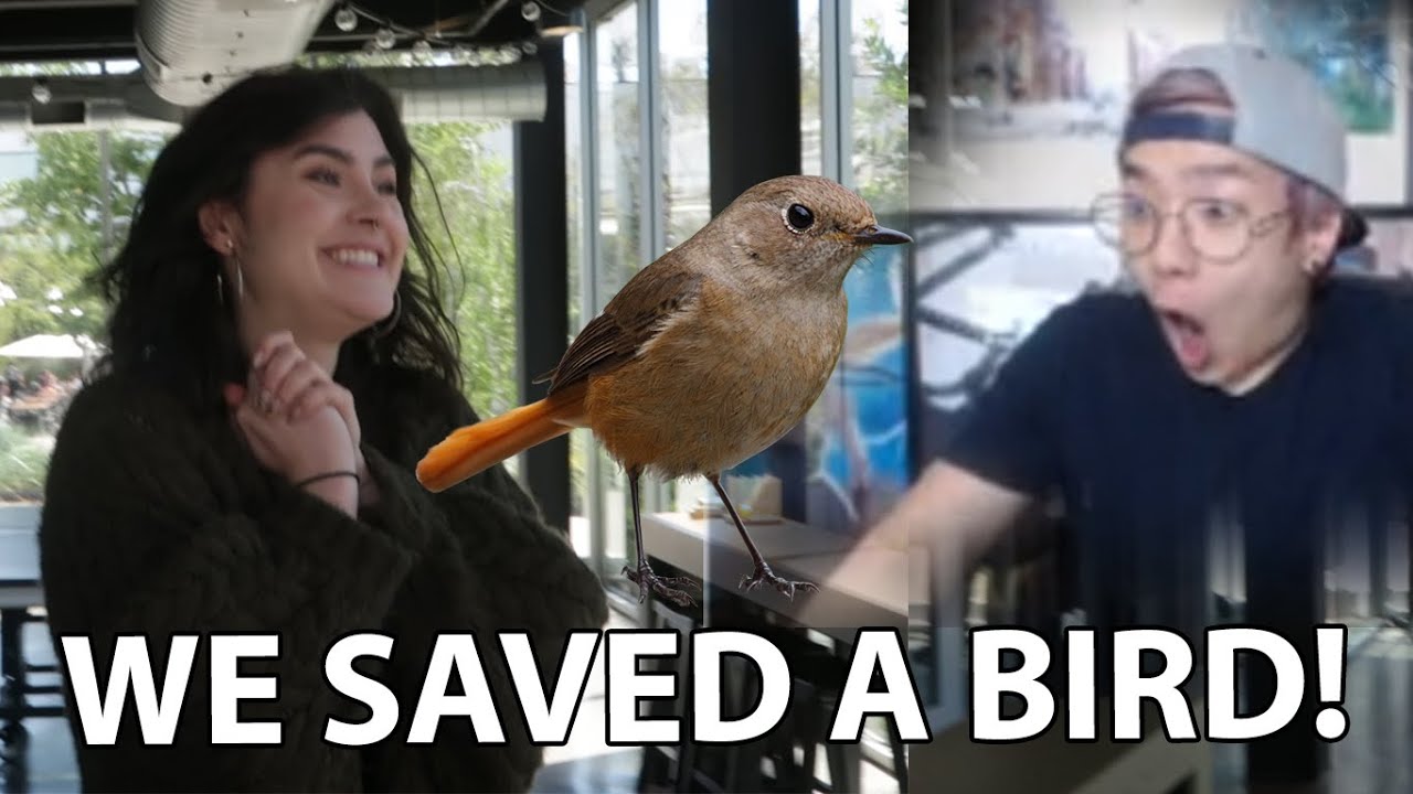 WE SAVED A BIRD AT RIOT - DAILY XELL VLOG - YouTube