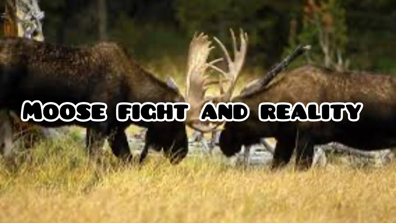 Moose🫎fight and reality #animals #inspiration #motivation #motivational ...