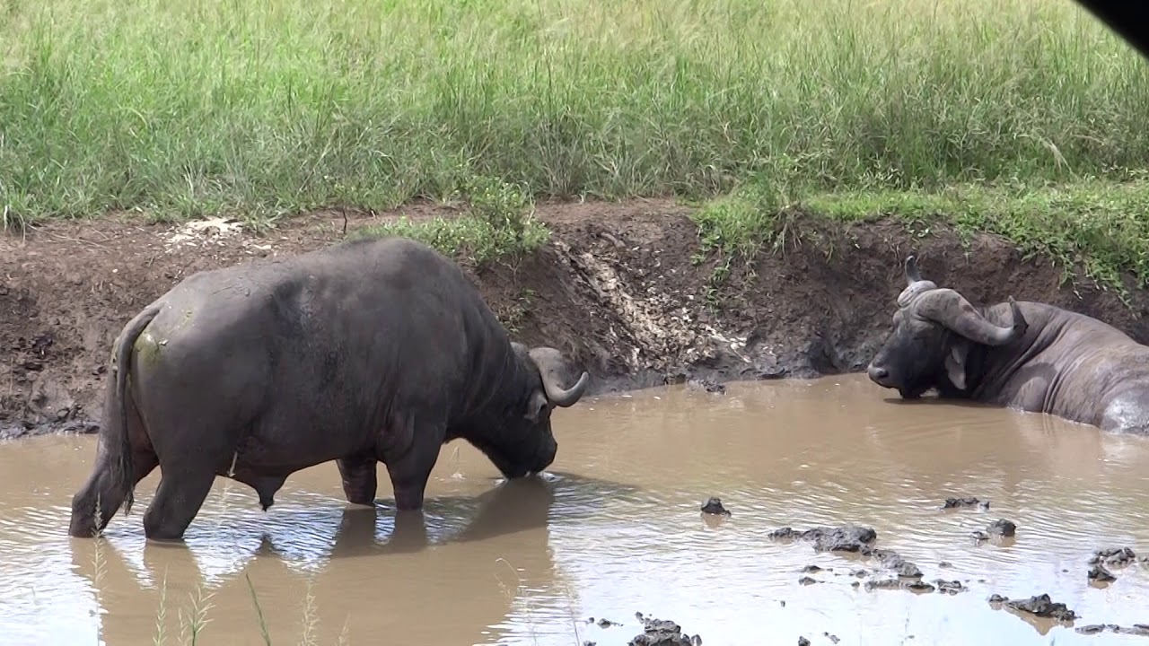 Buffalo drinking in mud wallow - YouTube