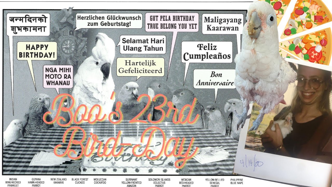 Boo's 23rd Bird-Day (gotcha day, and we're also pretending its his ...