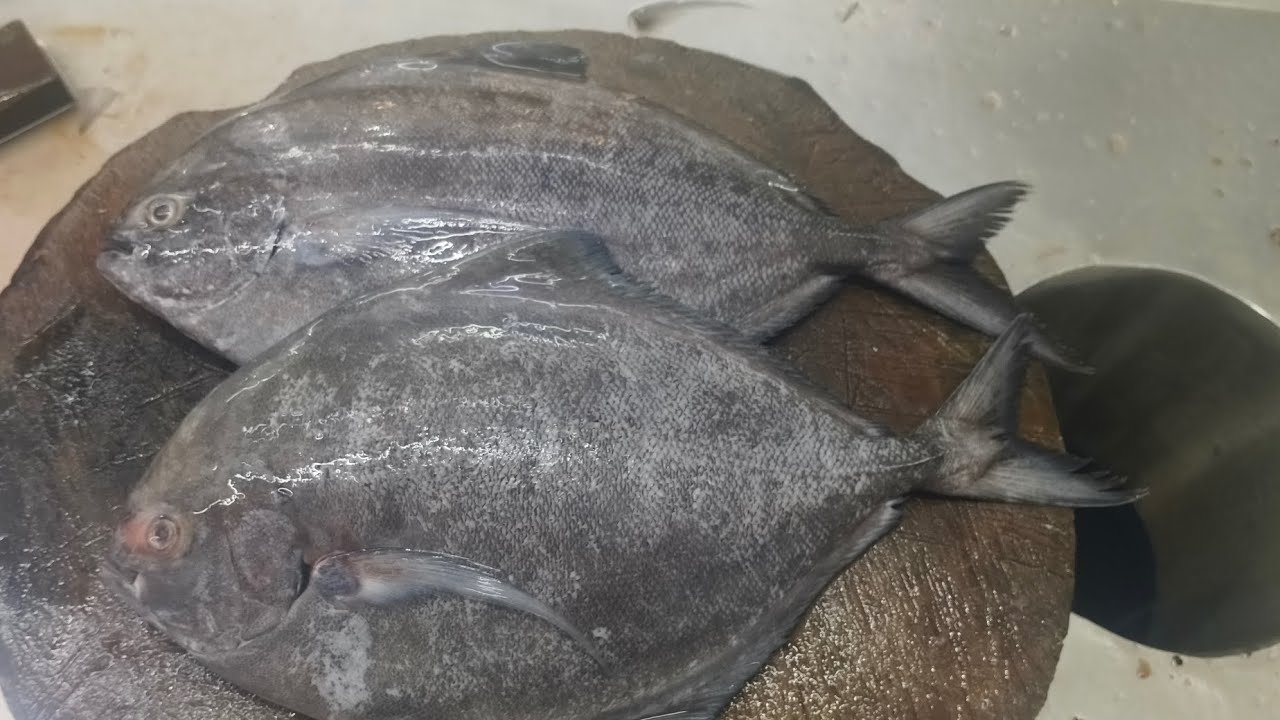 black pomfret avoli fish cutting skills #fullvideowatch #plese ...