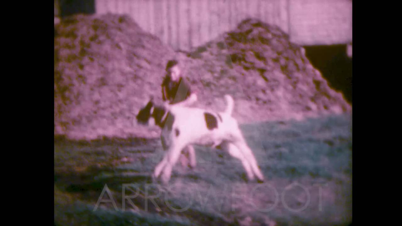 Vintage Footage of Farming with a Crazy Cow 1960s - YouTube