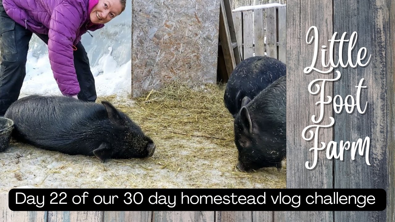 Day 22 of our 30 day homestead vlog challenge - pig belly rub, rowdy ...