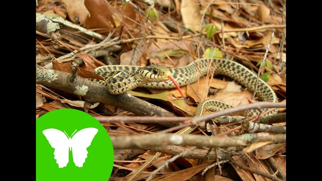 La Eduteca - Las aves y los reptiles - YouTube