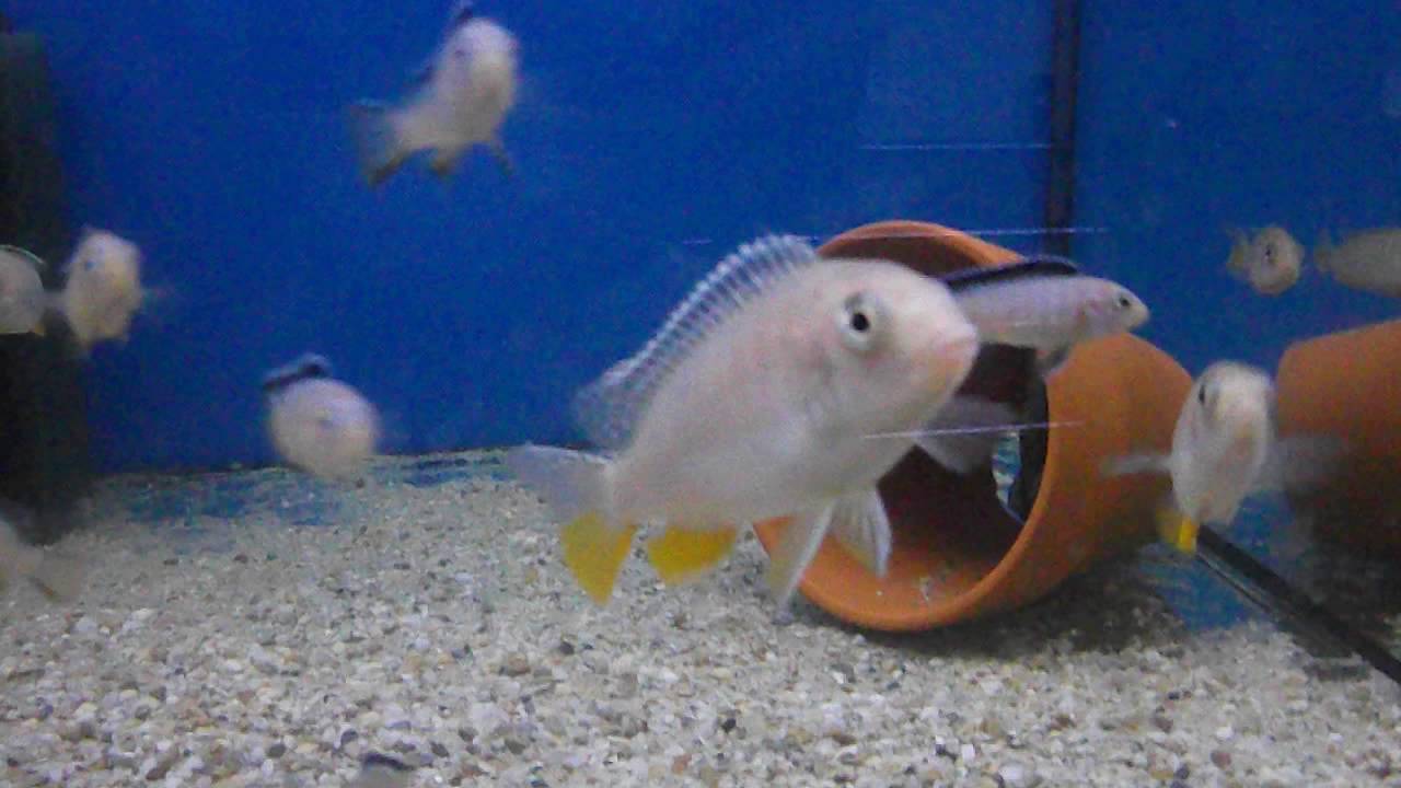 Tropheops red fin usysia,pseudotropheus elongatus ornatus likoma - YouTube