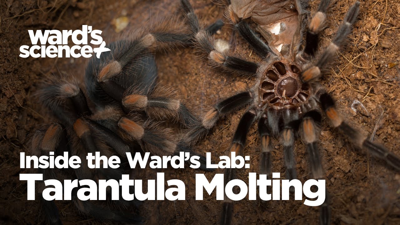 Inside the Ward's Lab: Tarantula Molting - YouTube