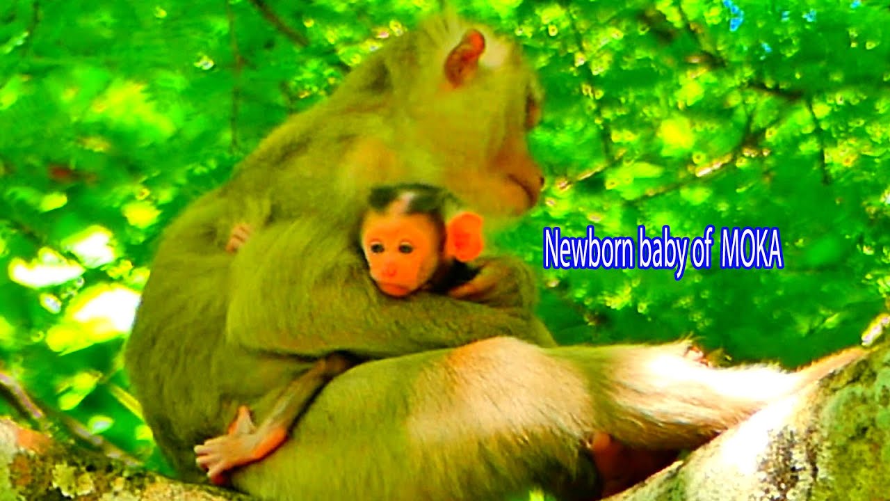Big congratulations...Young mother monkey MOKA give birth newborn baby ...
