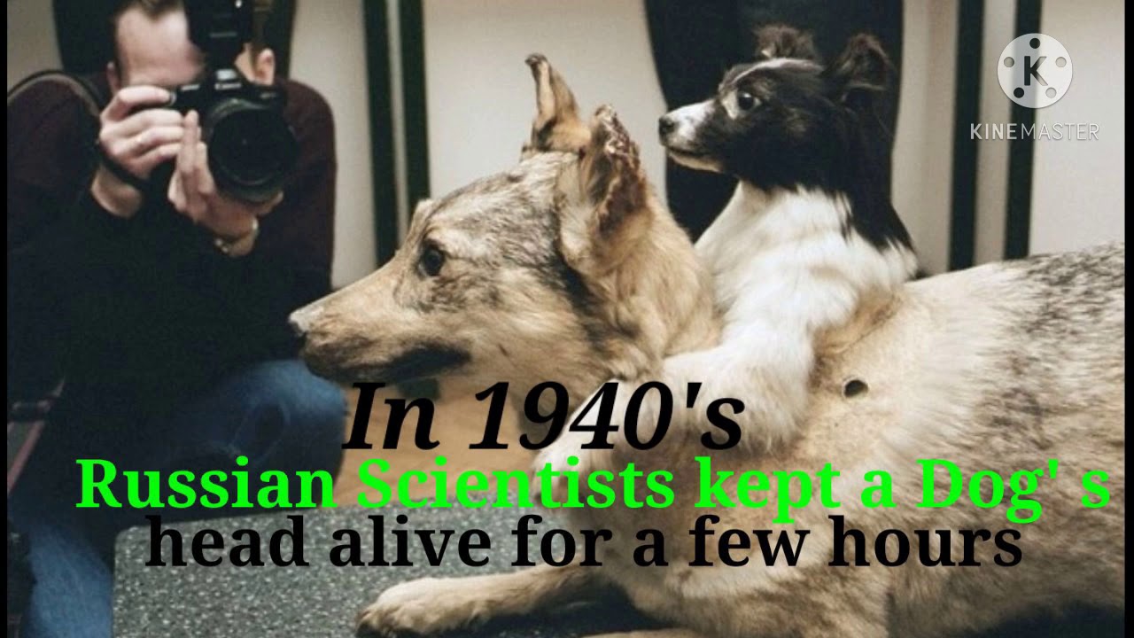 Experiment //on Dog //In 1940s //by a Russian Scientists Successfully ...