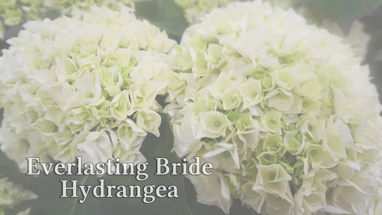 The Radiant Everlasting Bride Hydrangea - YouTube
