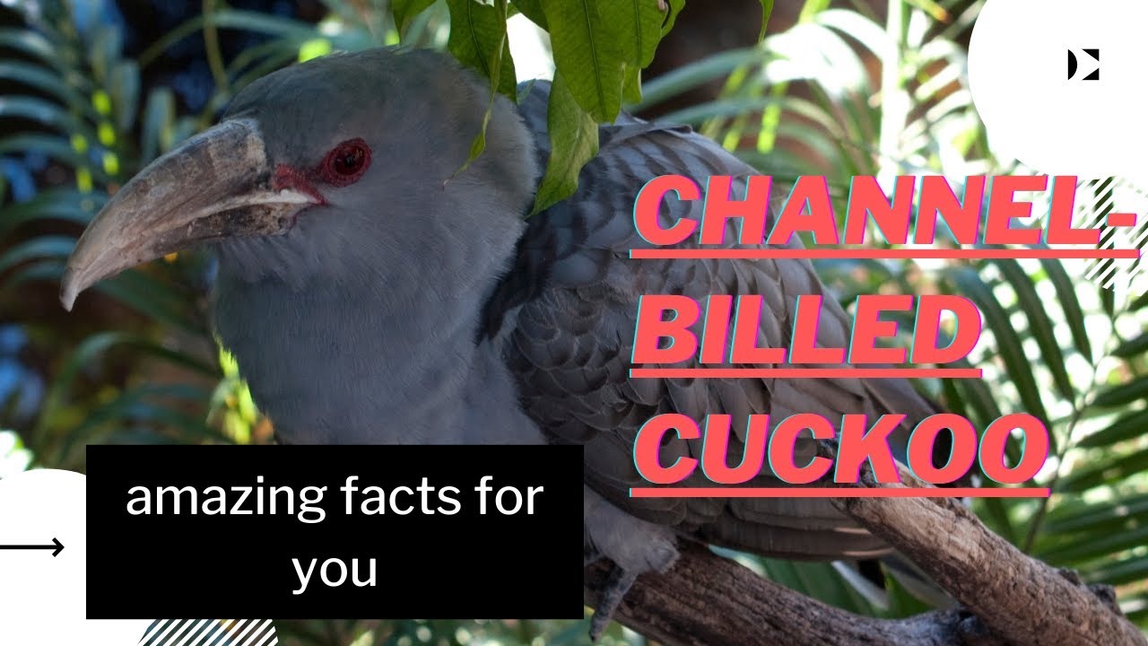 Channel-billed Cuckoo facts 🦅 the largest brood parasite in the world ...