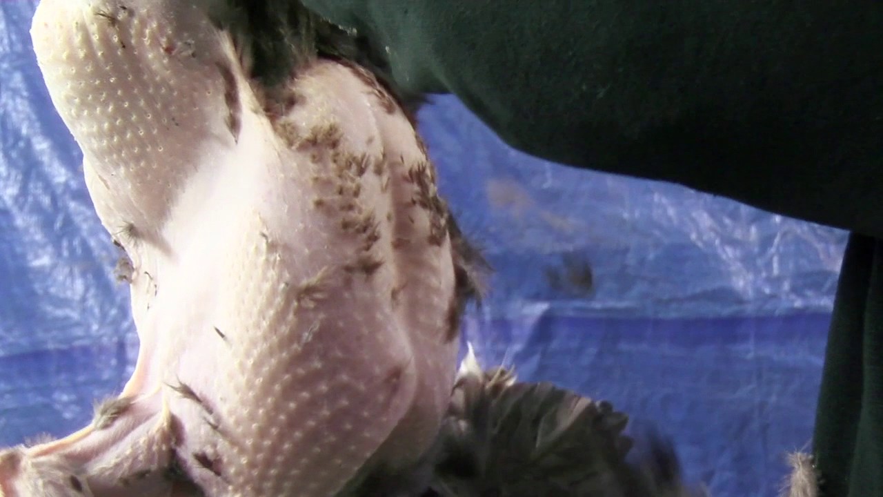 How we pluck our Turkeys - YouTube