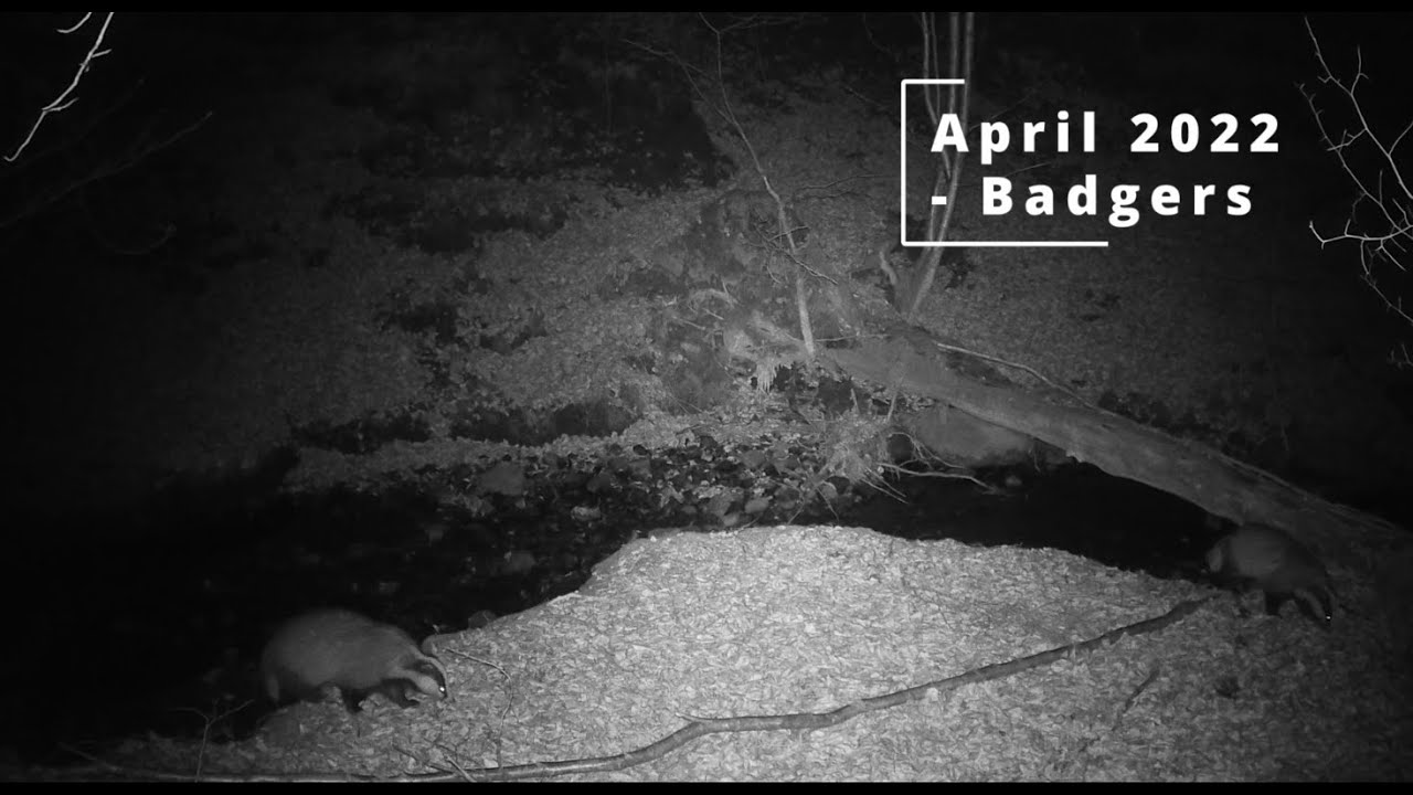 2022-04 April - Trailcam - Badgers | Campark T100 trail camera - YouTube