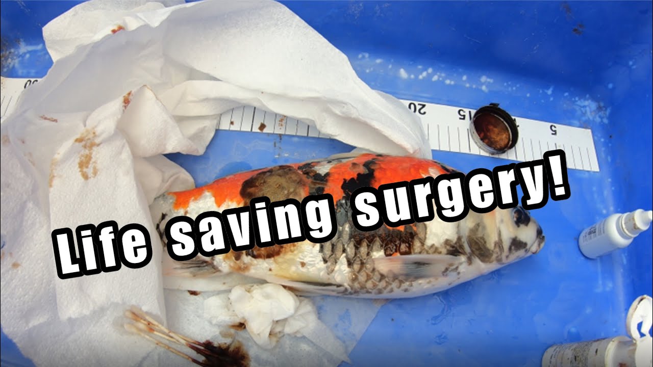 KOI SURGERY step by step! WILL THEY SURVIVE? (Graphic warning ⚠️) - YouTube