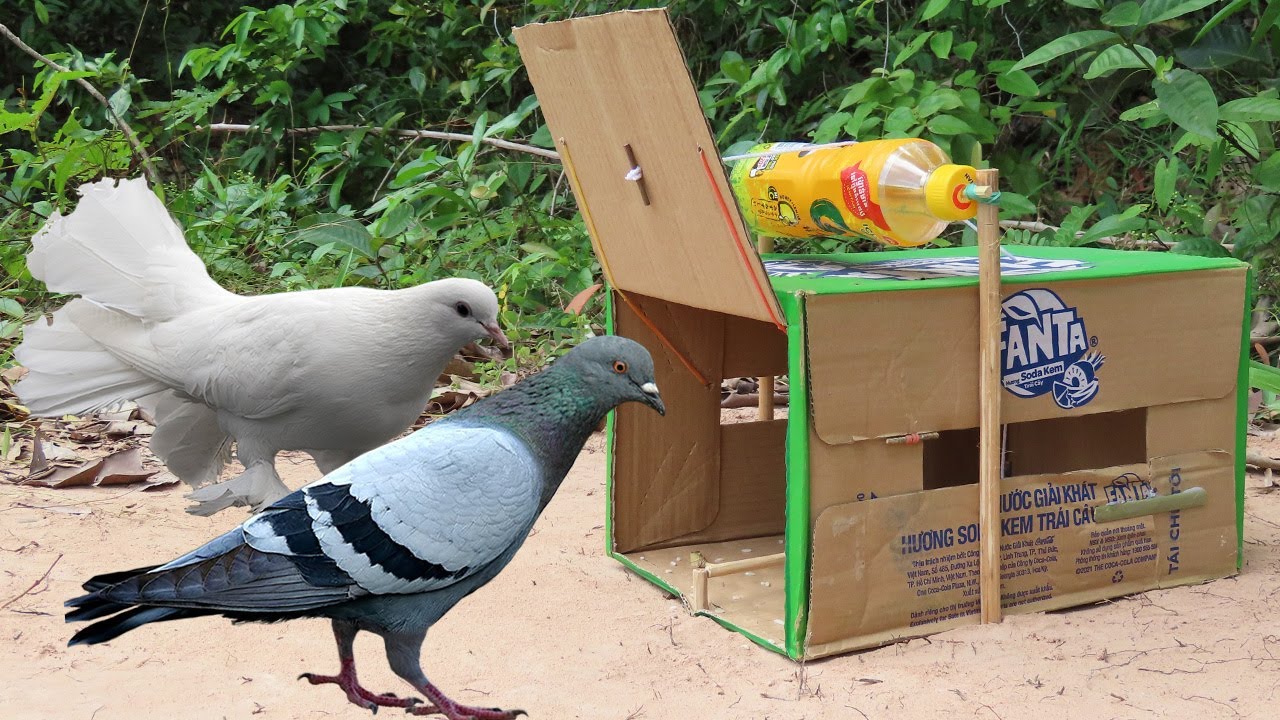 Best Unique Bird Trap - Awesome Quick Pigeon Trap Using Cardboard Box ...