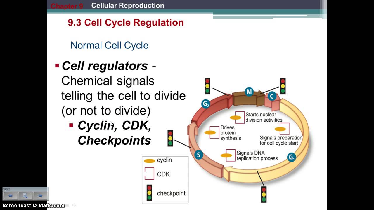The Cell Cycle Video Lecture - YouTube