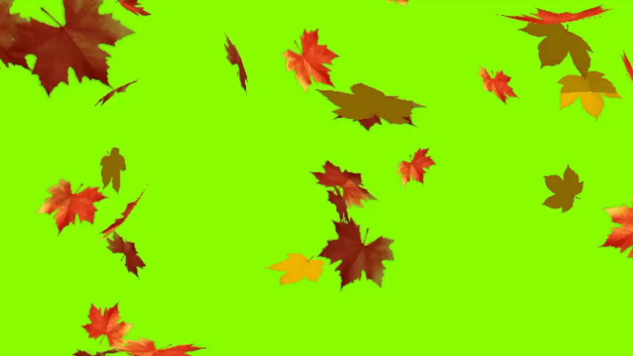 Falling Leaves Green screen effect with out any Text - YouTube