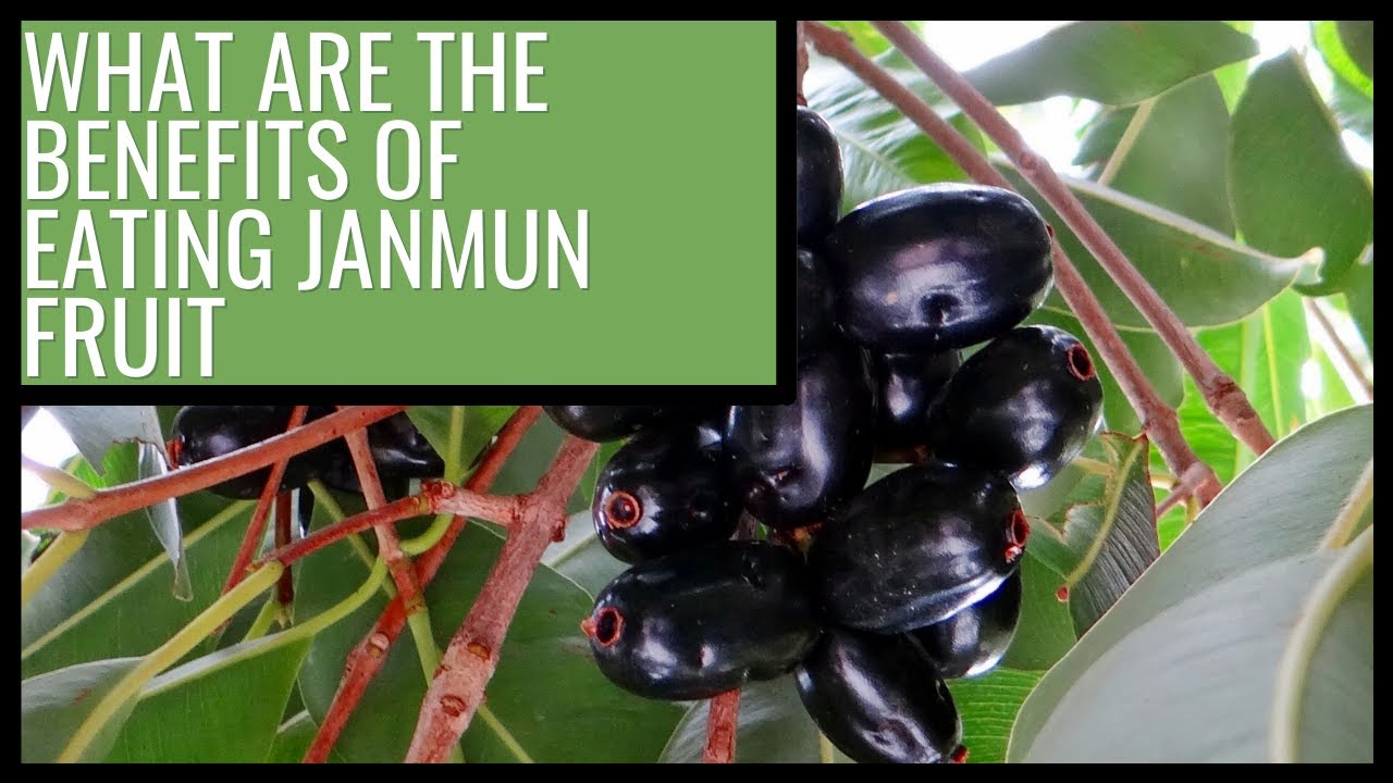 What are the benefits of eating jamun fruit? - YouTube