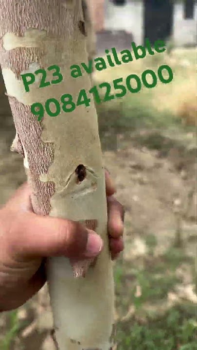 Growth of p23 #safeda #nilgiri #p23 #eucalyptus - YouTube