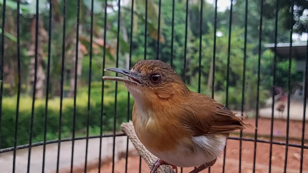 SALAH SATU JENIS GACORNYA BURUNG SEMAK YANG MULAI SERING DI GUNAKAN ...