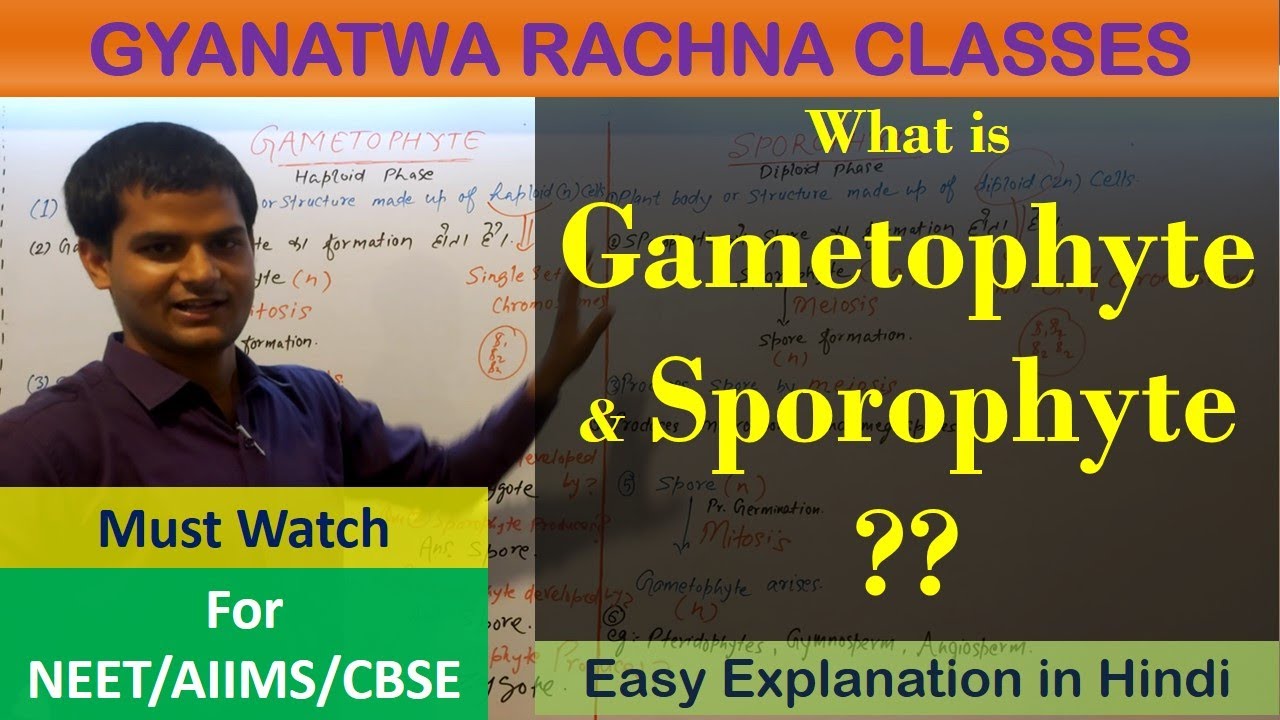 What is Gametophyte & Sporophyte|Alternation of generation ,Biology ...