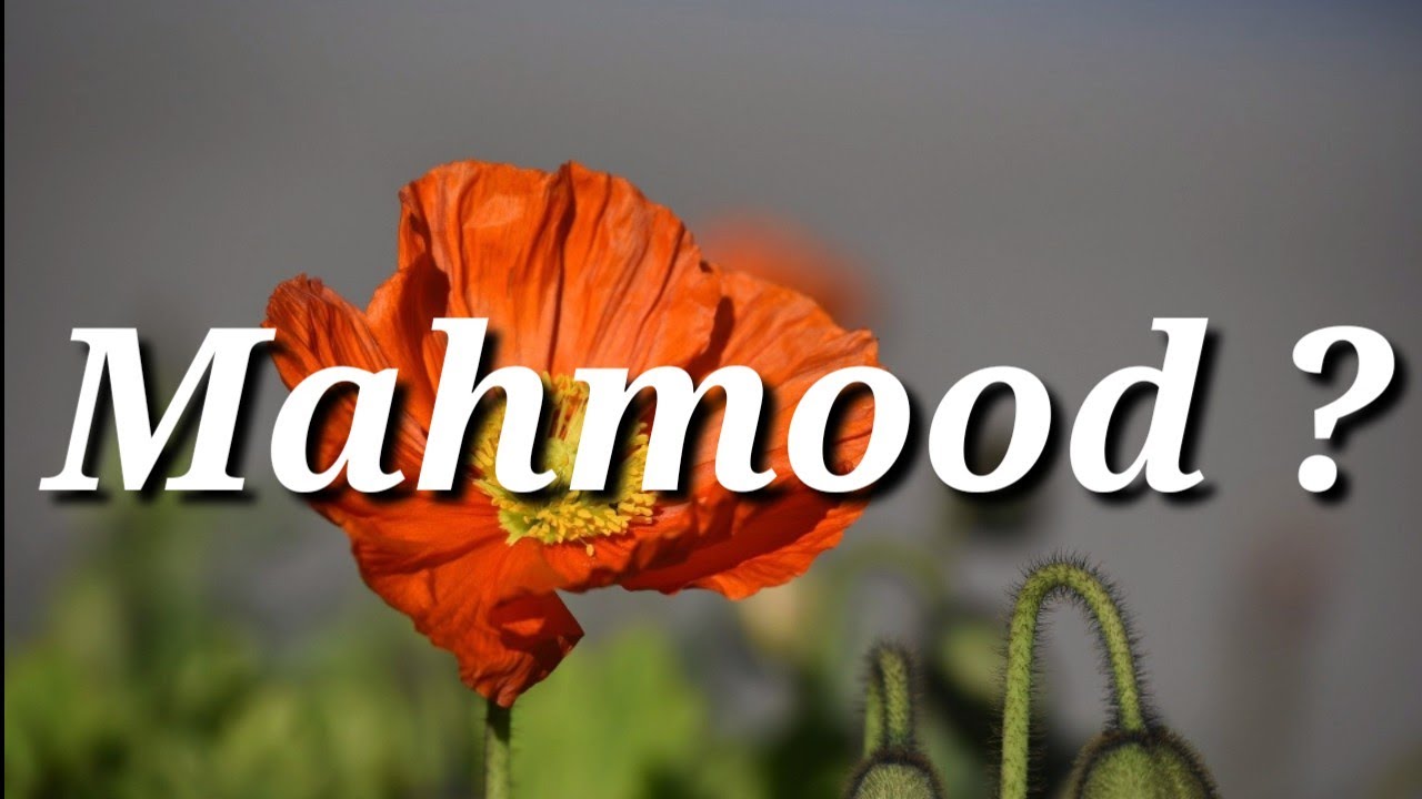 Mahmood Name Status | Mahmood Name Meaning | Mahmood Name WhatsApp ...