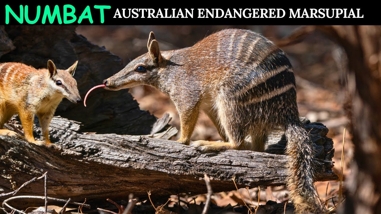 Numbat: Australian Most Endangered Marsupial - YouTube