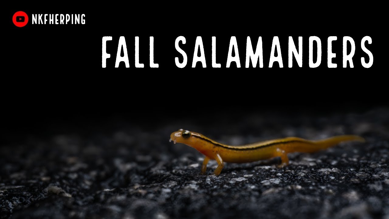 Fall Salamanders and First Snake of November - YouTube