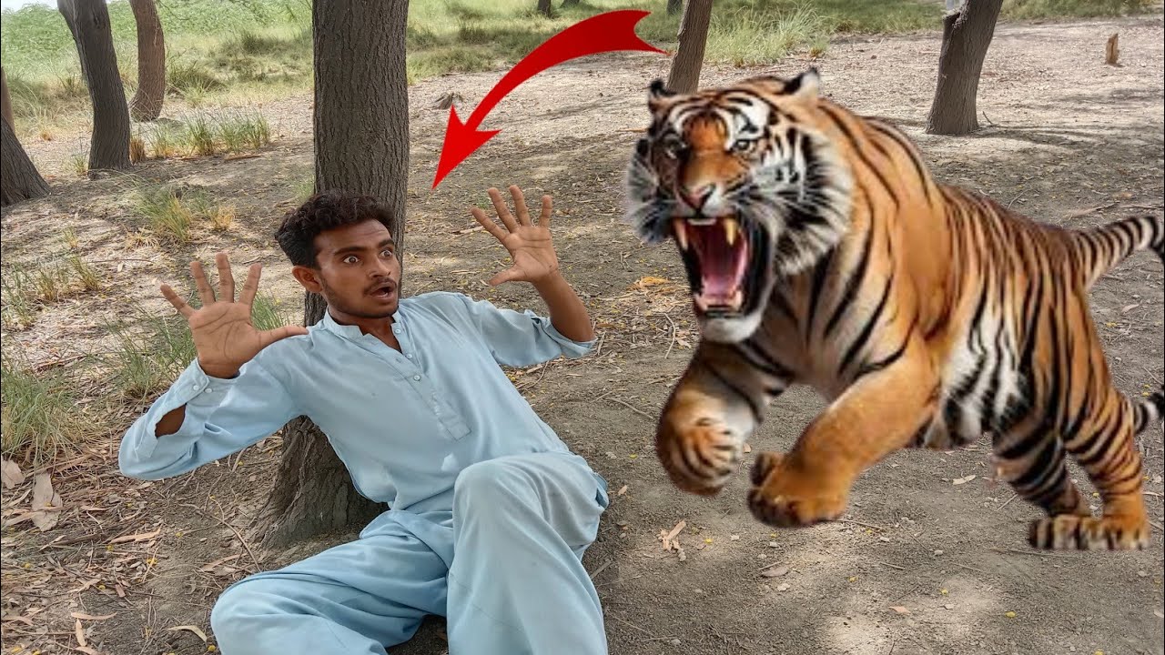 Angry Tiger vs Man🙊Tiger Attack On Man In Forest-Jam Amjad - YouTube