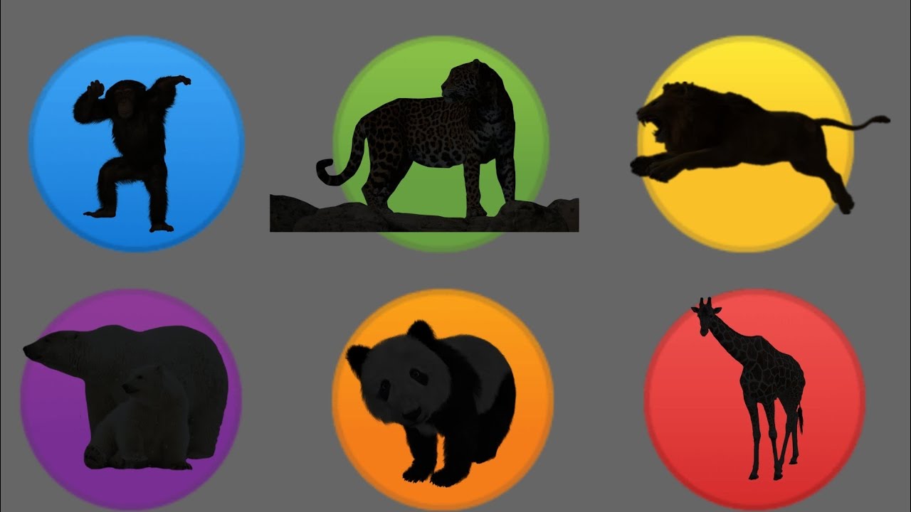 SINGA SI RAJA HUTAN DAN PANDA HEWAN YANG LUCU - YouTube