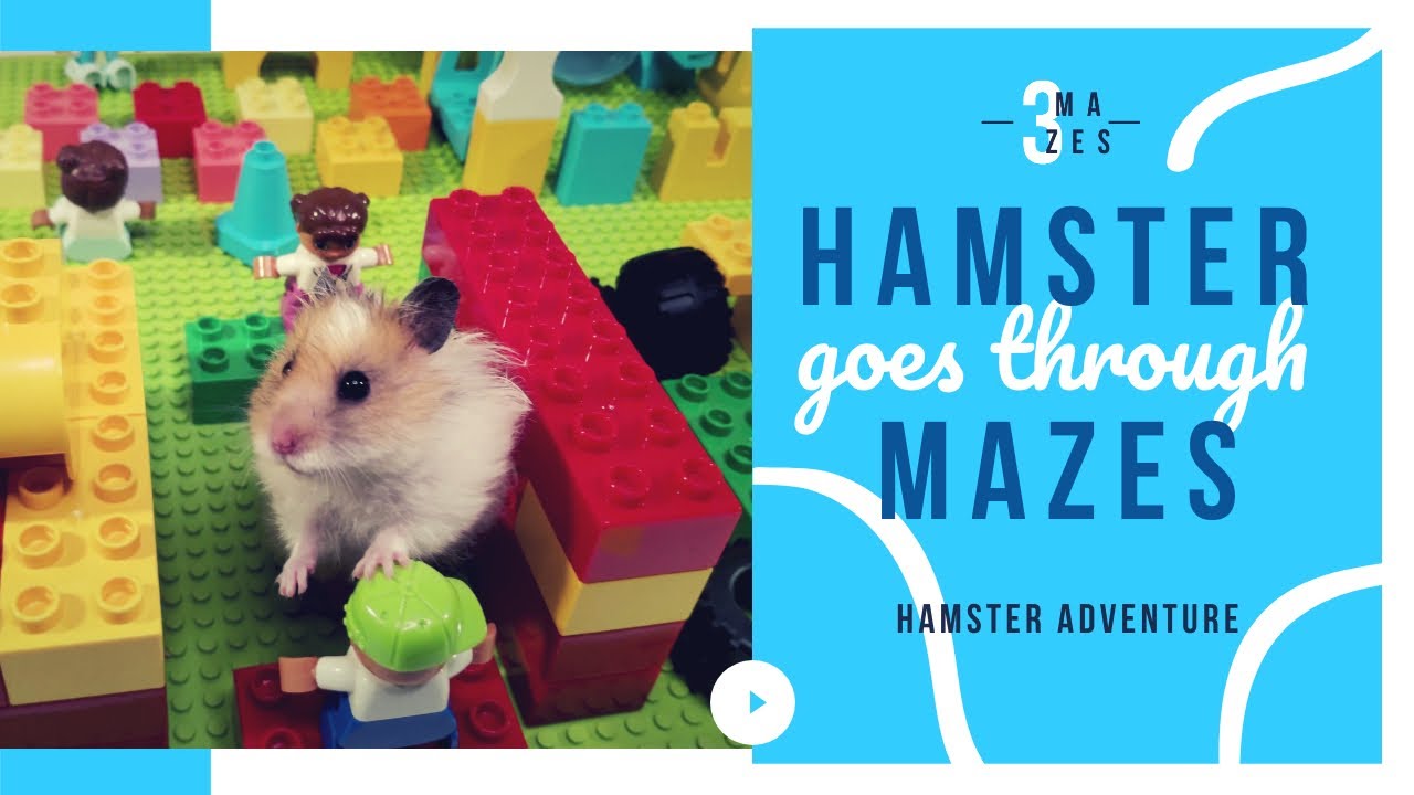 Funny videos how a hamster goes through mazes - Hamster Adventure - YouTube