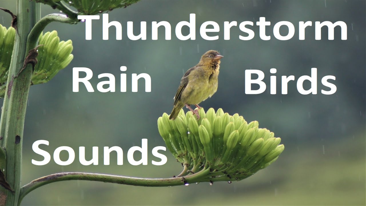 Thunderstorm with birds screeching for easy relaxing - YouTube