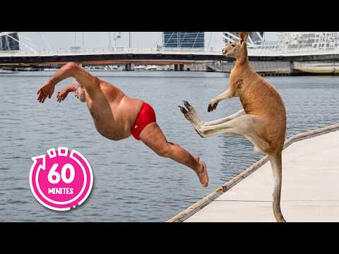 You Will Die Laughing At These Animals 😂 60 Minutes Funniest Animal Videos of the Decade!