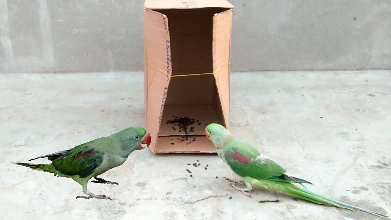 Creative Unique Parrot Bird Trap Using Cardboard Box - YouTube