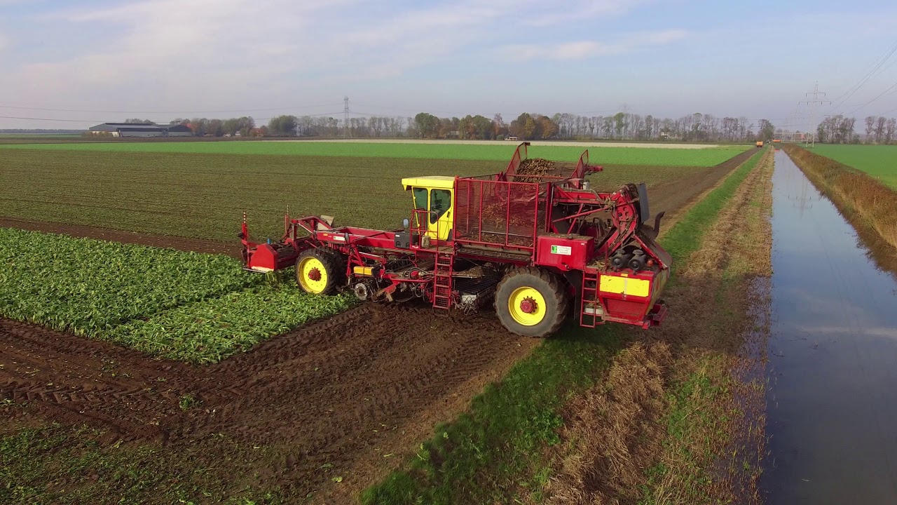 Witlof rooien | Chicory harvest | november 2018 - YouTube