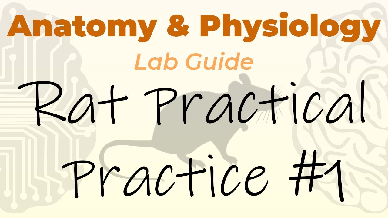 Rat Practical Practice #1 - YouTube