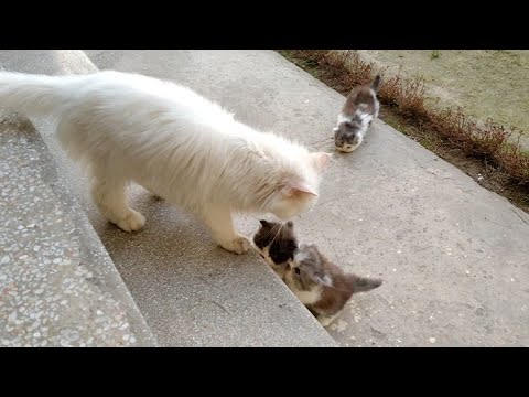 Mother Cat Walking With Her Kittens Asking Them To Follow Her Inside ...