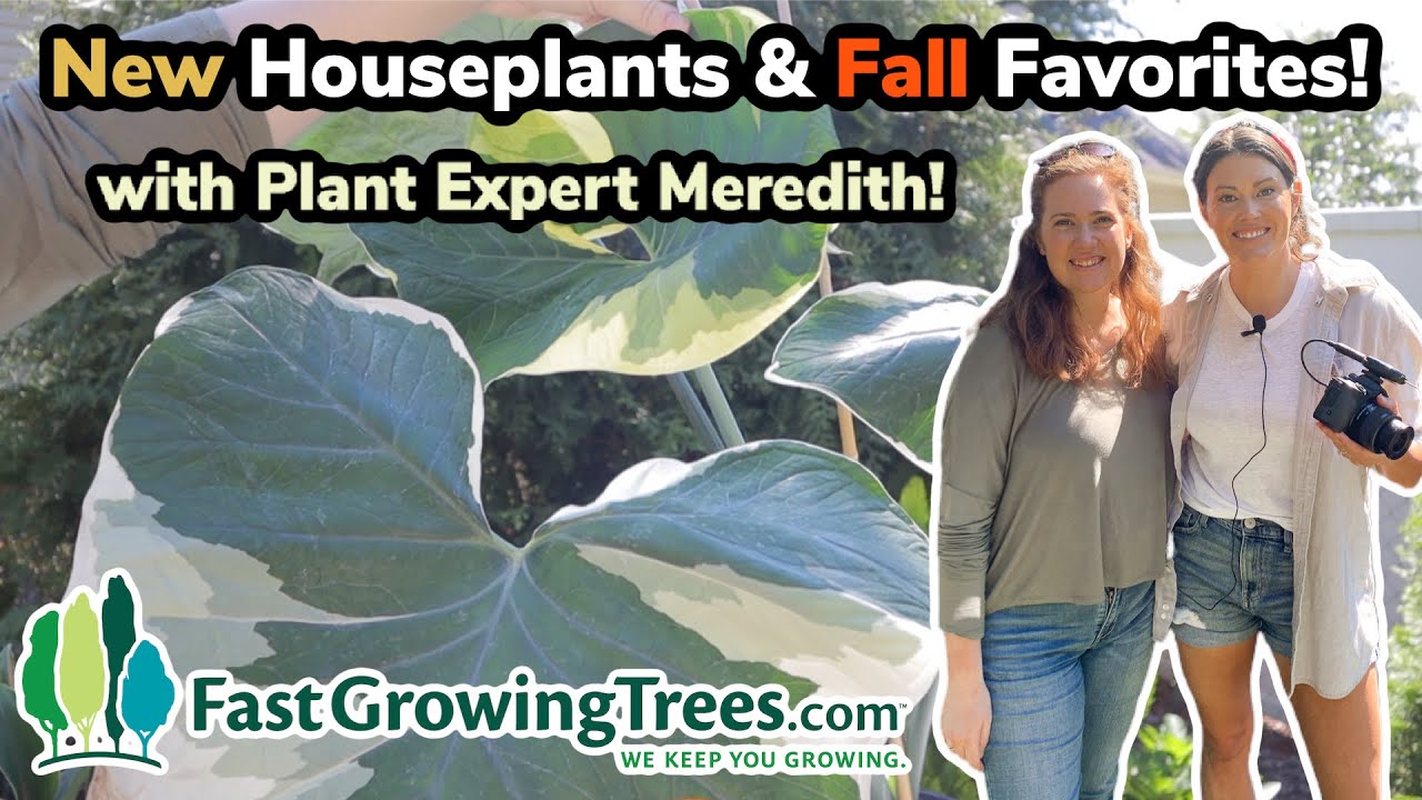 15% Off Rare Houseplants & Plants For Fall! Plant Expert Meredith at ...