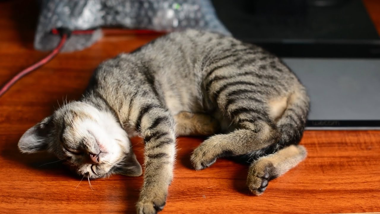 Simply Cats -cats play and cuddle - marvelous moments - YouTube