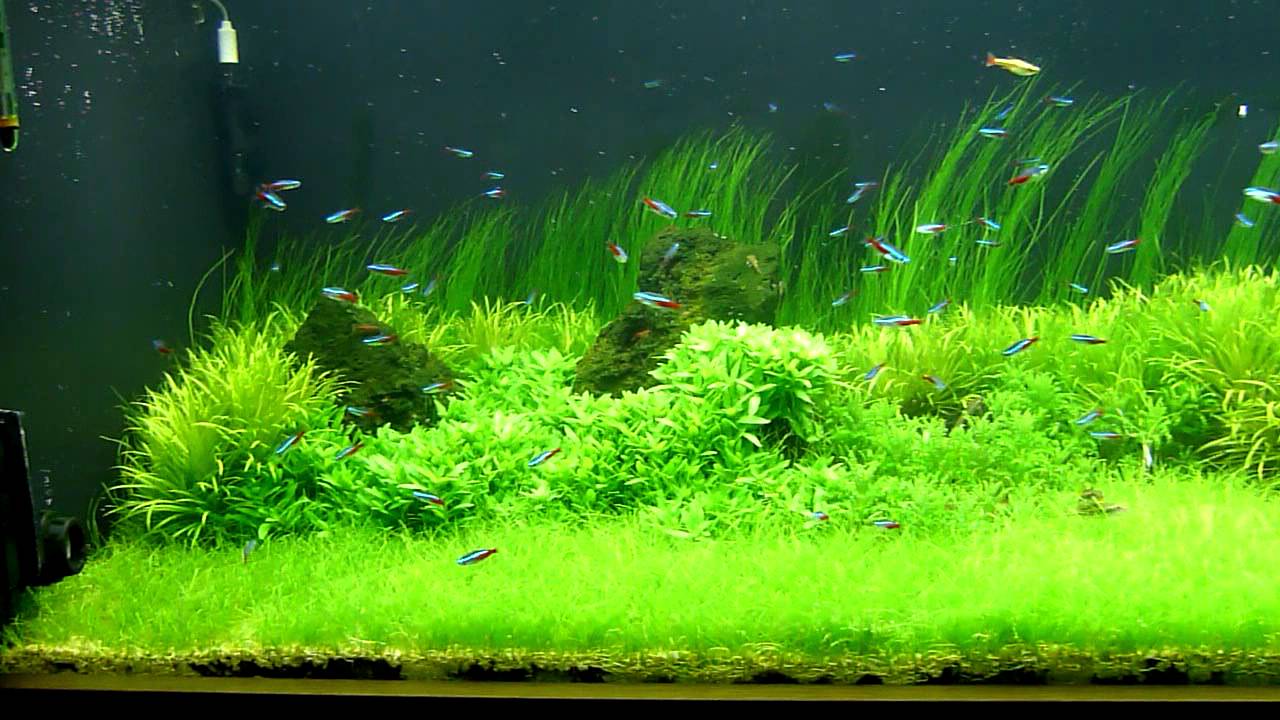 acvariul plantat 540l - YouTube
