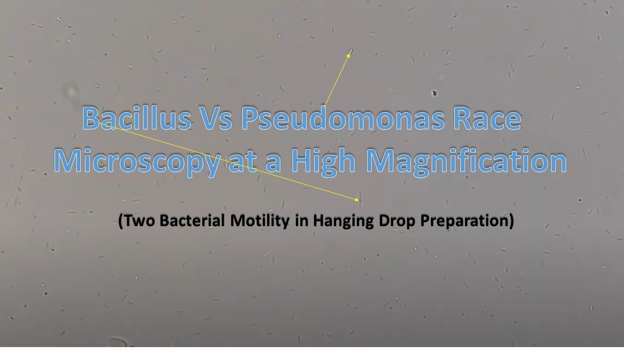 Bacillus species and Pseudomonas aeruginosa Motility in Hanging Drop ...