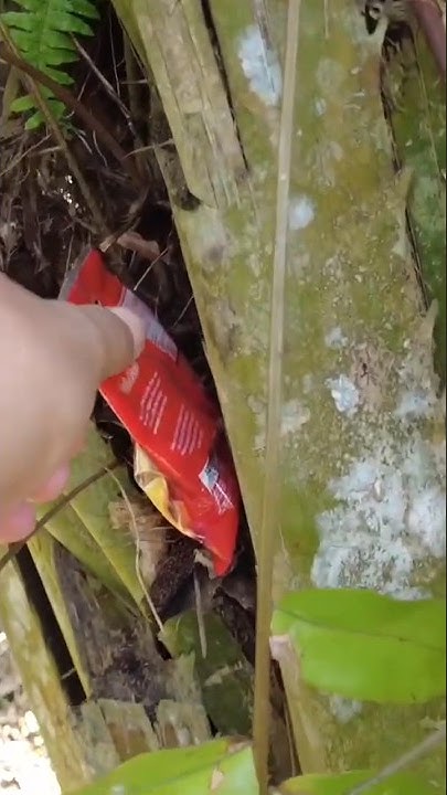 Mencari dan menemukan jajajan permen yupi little stars di pohon #huntingjajan #jajanan # ...